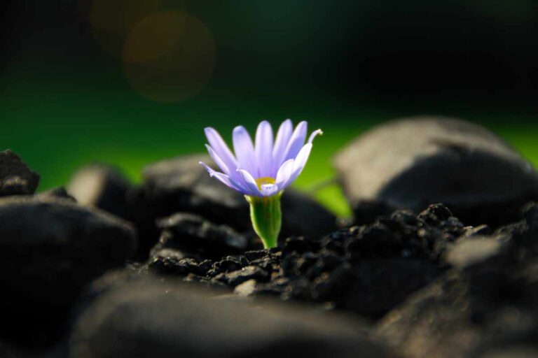 The Root Causes of Suffering According to Buddha – Urbaki Mind